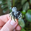 Mini Spooder Baby Jumping Spider Figure Iridescent Markings Tiny Hand ...