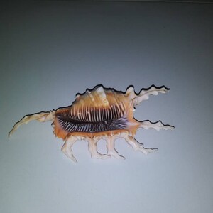 Large left Handed Lightning Whelk Shell 6 Seashell Beach Decor Native ...