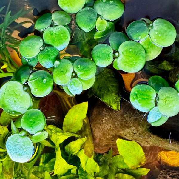10 Giant Catappa Indian Almond Aquarium Leaves Dried/prepared for Live ...