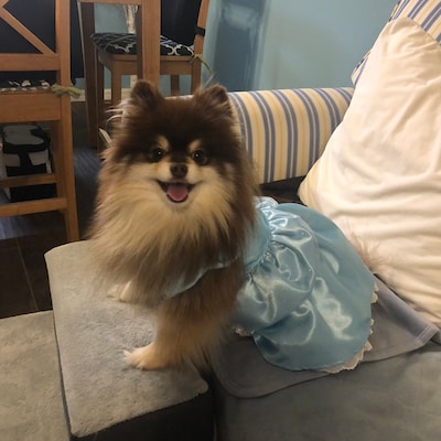 Dog Cinderella Costume, Cinderella Dog Halloween Costume, Pet ...