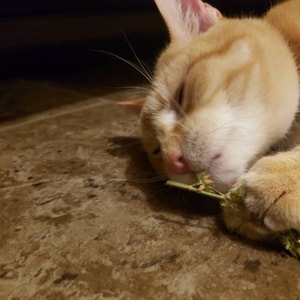 Catnip Buds 4 Oz Bundle / Pure Cat Fun / Made and Organically Grown in ...