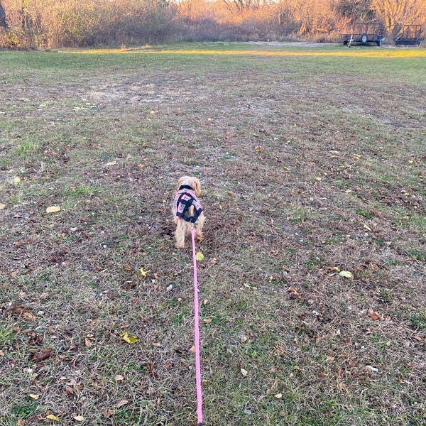 4 Dog Sled Line - Etsy