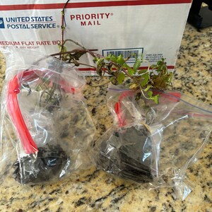 2 BOXES MEN'S Select 5 Minutes Hair Color Dark Brown - Etsy