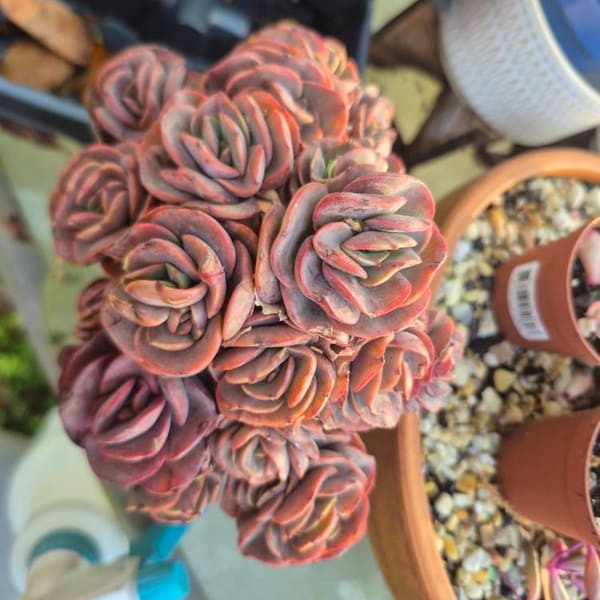 Rare Succulent - Aeonium Pink Witch Giant Cluster (2) - Etsy