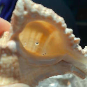 Fulgoraria Rupestris Volute Voluta Shell 4-1/2 - Etsy