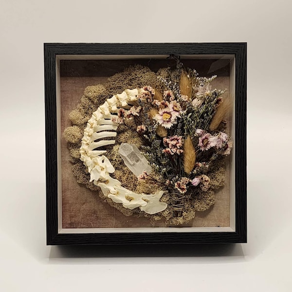 Complete Fox Vertebrae, 55cm Long, Natural Bone for Crafting ...