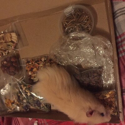 Hamster Treat Box Flaxspray Foraging Flowers Rosehips Dried Fruit ...