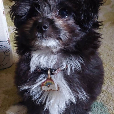 Rainbow Dog Tag Rainbow Pet Tag Custom Engraved Pet ID Tag Cute Dog Tag ...