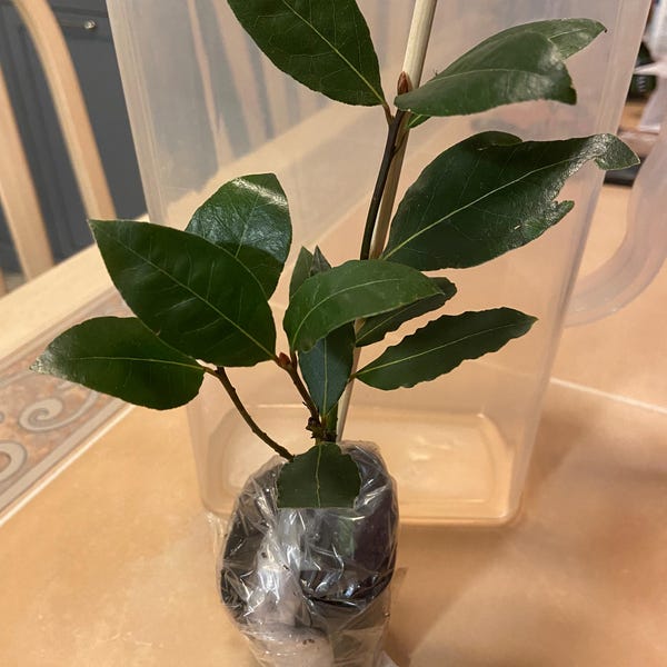 Athens Blue Princess Glory Bush Planttibouchina Urvilleanasmall Starter ...