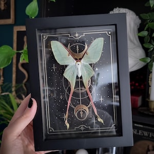 Real Atlas Moth Shadow Box Frame, Framed Attacus Atlas, Moth Taxidermy ...