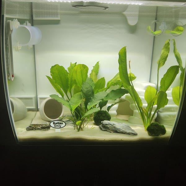 Aquarium Rock Corner Cave, Cichlid Cave, Kuhli Loach Dojo Loach ...