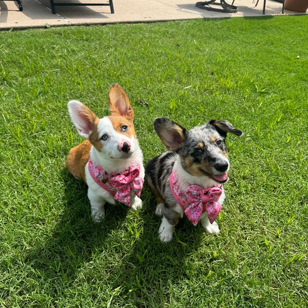 Adjustable Dog Harness for Extra Small Puppies to Large Dogs ...