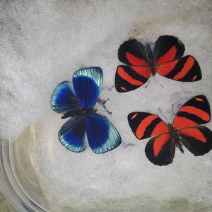 Real Callicore Cynosura Butterfly, Spread for Your Project or Laminated ...