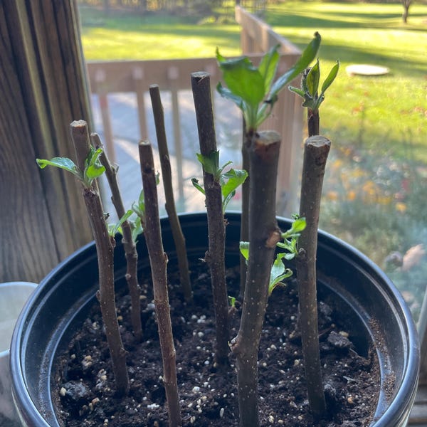 10 MARS GRAPE Cutting / Fruit Tree Scion / Scionwood / Wood / Rooting ...