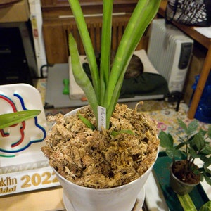 Neoregelia Sheba Bromeliad Offset for Shade or SUN - Etsy