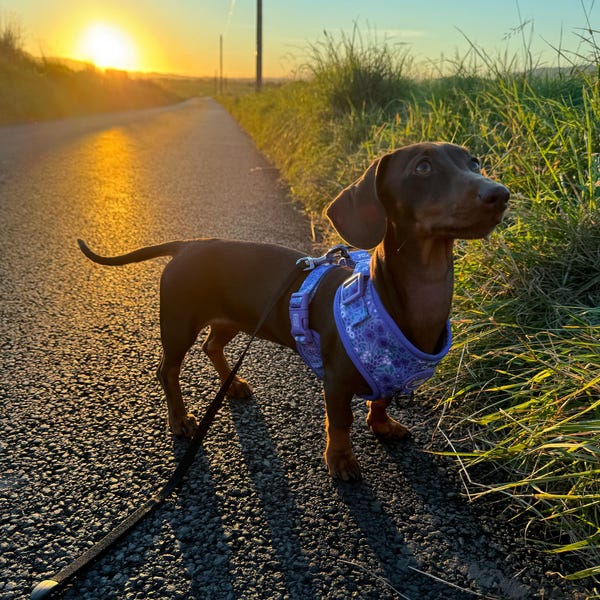 Adjustable Dog Harness for Extra Small Puppies to Large Dogs ...