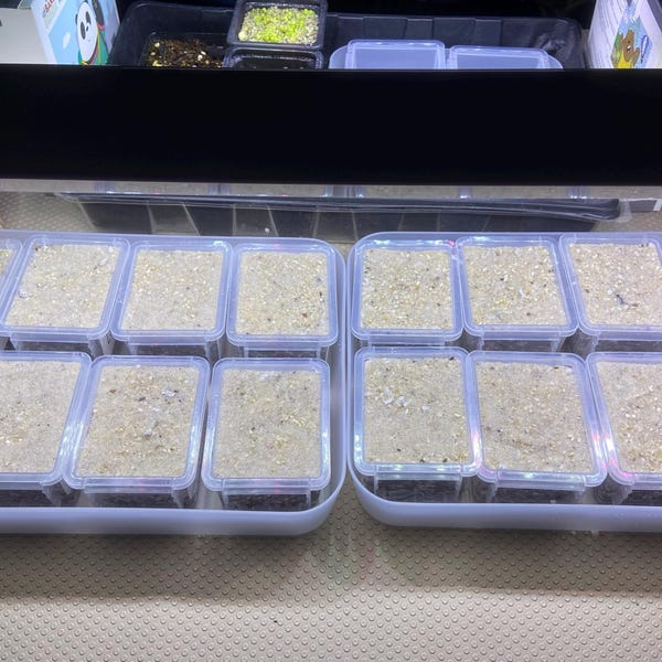 SEEDS Lithops Aucampiae 'jacksons Jade' 20seeds C395 - Etsy