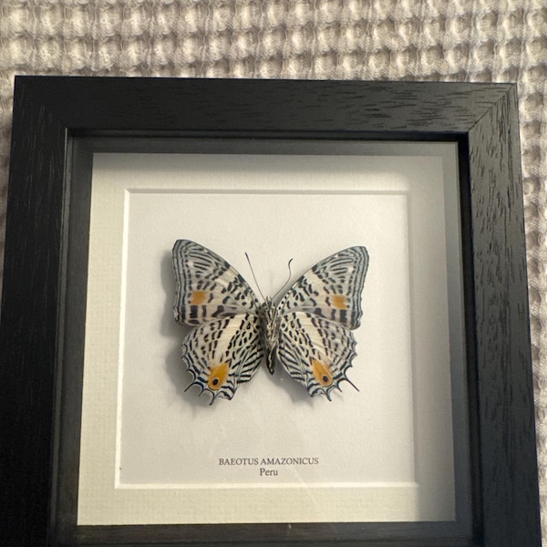 Pink Silkmoth in Baroque Style Frame (automeris Frankae) - Etsy