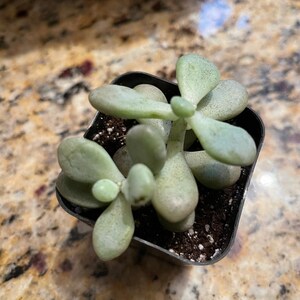 Rare Pink Moonstone Succulents Pink Pebble Rosette Plants - Etsy