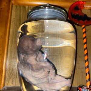 Four Mummified/preserved Fetal Piglets Displayed in Riker Box - Etsy