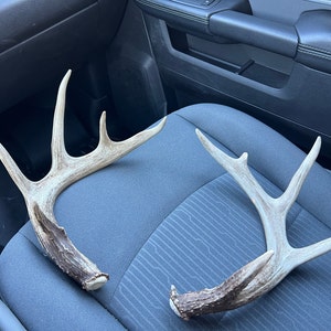 Matched Set 5x5 ELK ANTLER Sheds Wild Idaho Horn Deer Shed Moose Decor ...