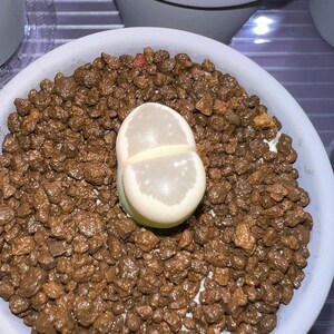 Live Limited Rare Lithops Olivacea C109 / Lithops Olivacea / Exotic ...