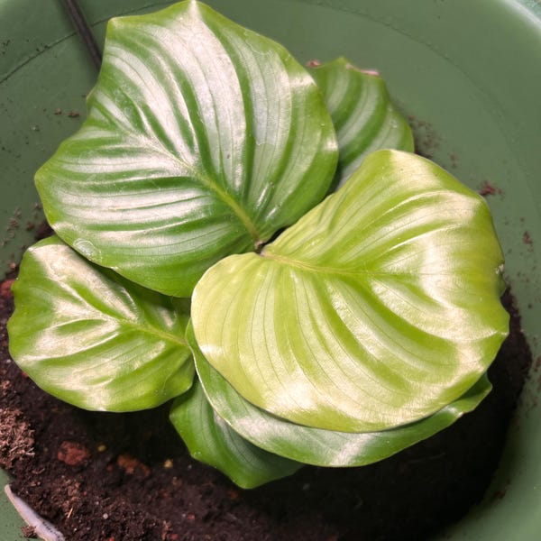 Calathea Orbifolia Starter Plant: Round Foliage Tropical Plant (***all ...