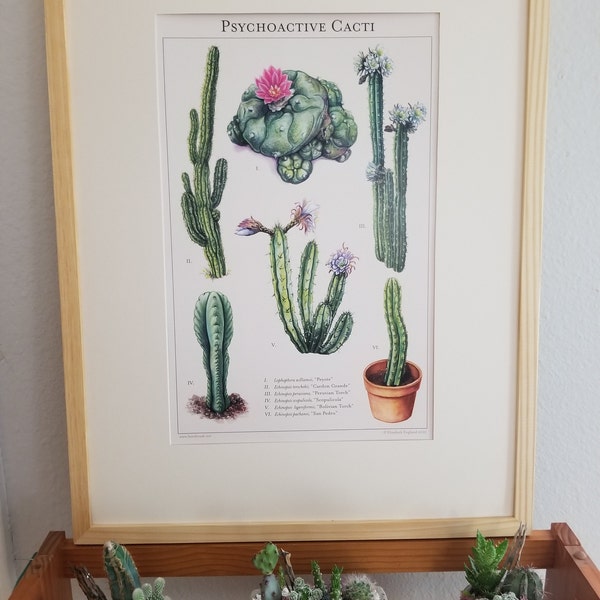 Psychoactive Cacti Botanical Art Print - Etsy