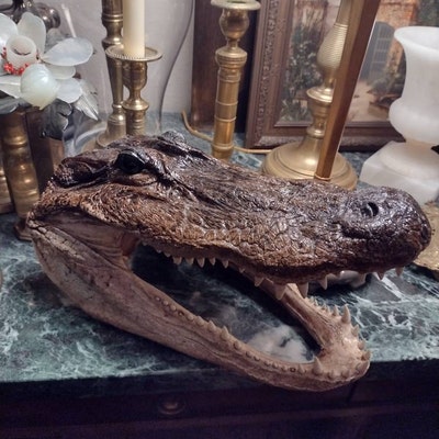 ALLIGATOR BONE DUST Voodoo Hoodoo Wicca Gothic Oddity - Etsy