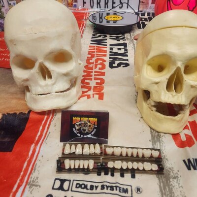 Halloween Horror Prop Life Size Realistic Resin Full Mouth Set of Teeth ...