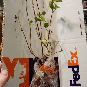 4 Cuttings of Che Seedless Fruit Tree, Dormant, No Roots, No Leaves - Etsy