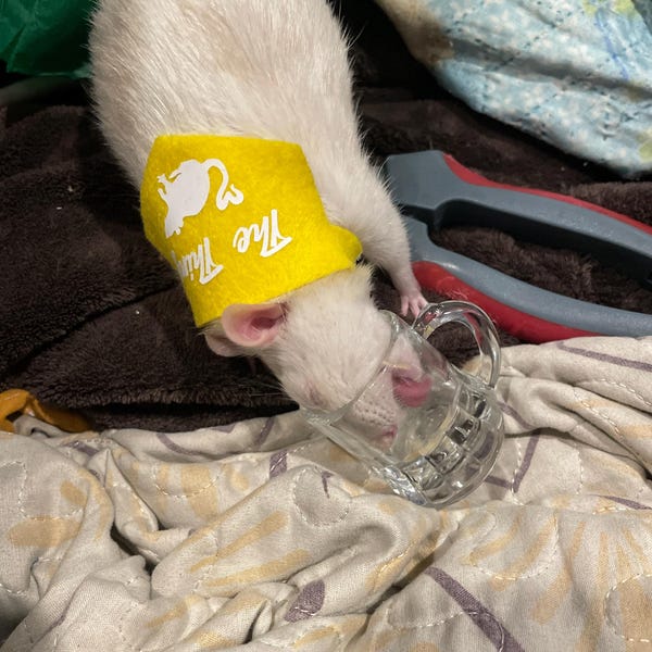 Bearded Dragon Candy Corn Costume Sweater, Halloween Lizard Sweater ...