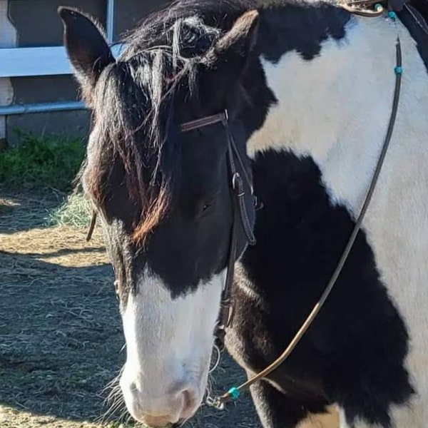 Rope Training Reins With Knots - Etsy