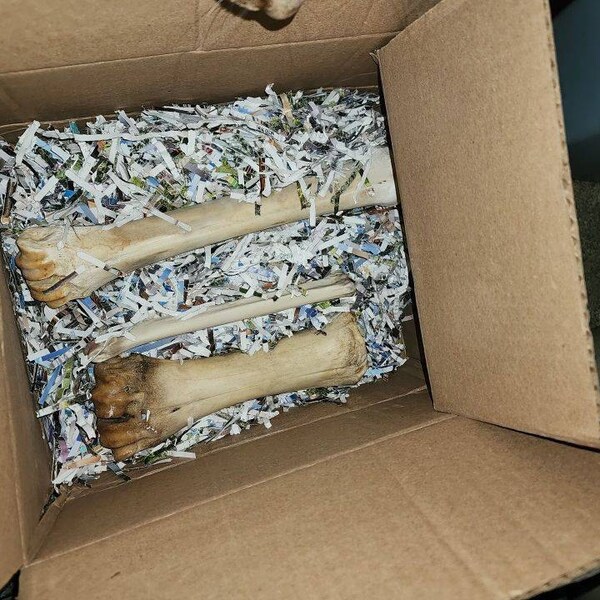 Pronghorn Antelope Leg Bone - Etsy