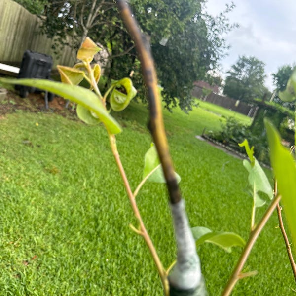 10 MARS GRAPE Cutting / Fruit Tree Scion / Scionwood / Wood / Rooting ...