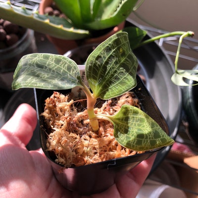 Ludochilus Sea Turtles Jewel Orchid - Etsy