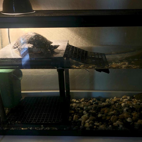 Tank Topper Turtle Dock! Sits on Top of Your Aquarium and Fits 12-13 ...