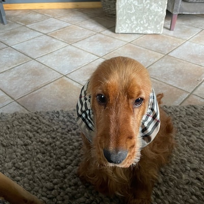 Waterproof Thick Dog Snood Swimming Cap for Dog Dog Hat - Etsy