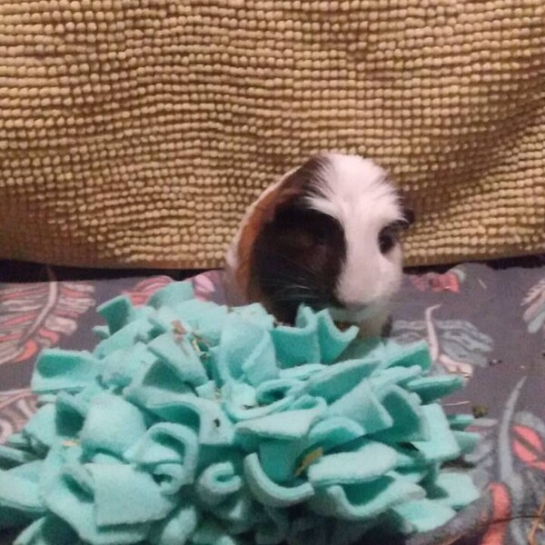 NEW! Mystery Box | for Guinea Pigs and Rabbits | Oat Free, Natrual ...