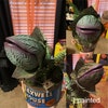 Massive Life Size Audrey 2 Replica Movie Prop Little Shop of Horrors ...