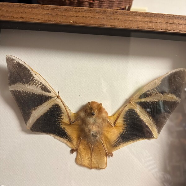 Real Lanternfly/plant Hopper Collection Pyrops Pyrorhyncha Zanna ...