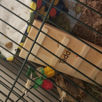 INDOOR Guinea Pig Ramp, Rabbit Ramp, Hedgehog Ramp With Sides Option 5. ...