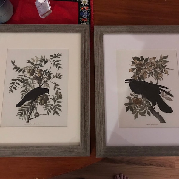 Audubon Raven and Crow Print Set No. 9, Art Prints, Vintage Bird Prints ...