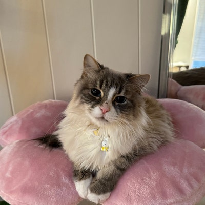 Pink Roses Cat Collar With Bell Cat Breakaway Collar Custom - Etsy