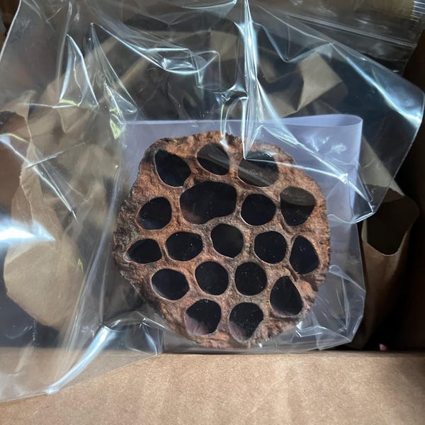 Lotus Head Pod - Isopods / Vivarium / Bioactive / Terrarium ...