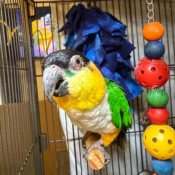 Wooden Spool Bird Toy Part Making DIY Parrot Toy Bird Cage Accessory ...