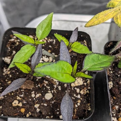 Billy Button Seeds, Craspedia, Billy Balls, Craspedia Globosa CD0150 - Etsy