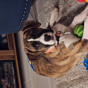 Poppy Dog Tag, Flower Pet Tag, Dog Name Tag Personalised Pet Tag - Etsy