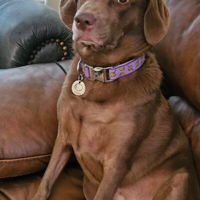 Labrador Retriever Dog Collars, Canoe Dog Collars, Wilderness Dog ...