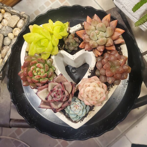 Rare Succulents - Haworthia Golden Obtusa Mini, Live Plant - Etsy